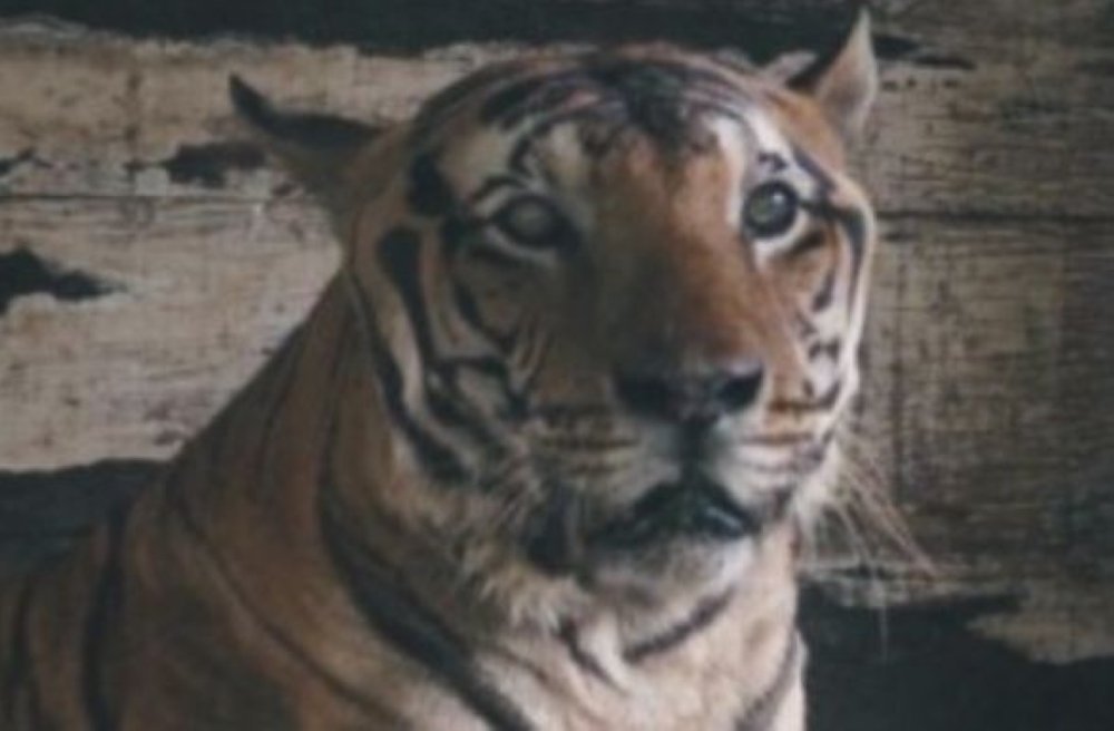 Lok Kawi Wildlife Park’s final Malayan tiger, Si Cacat, passes away ...